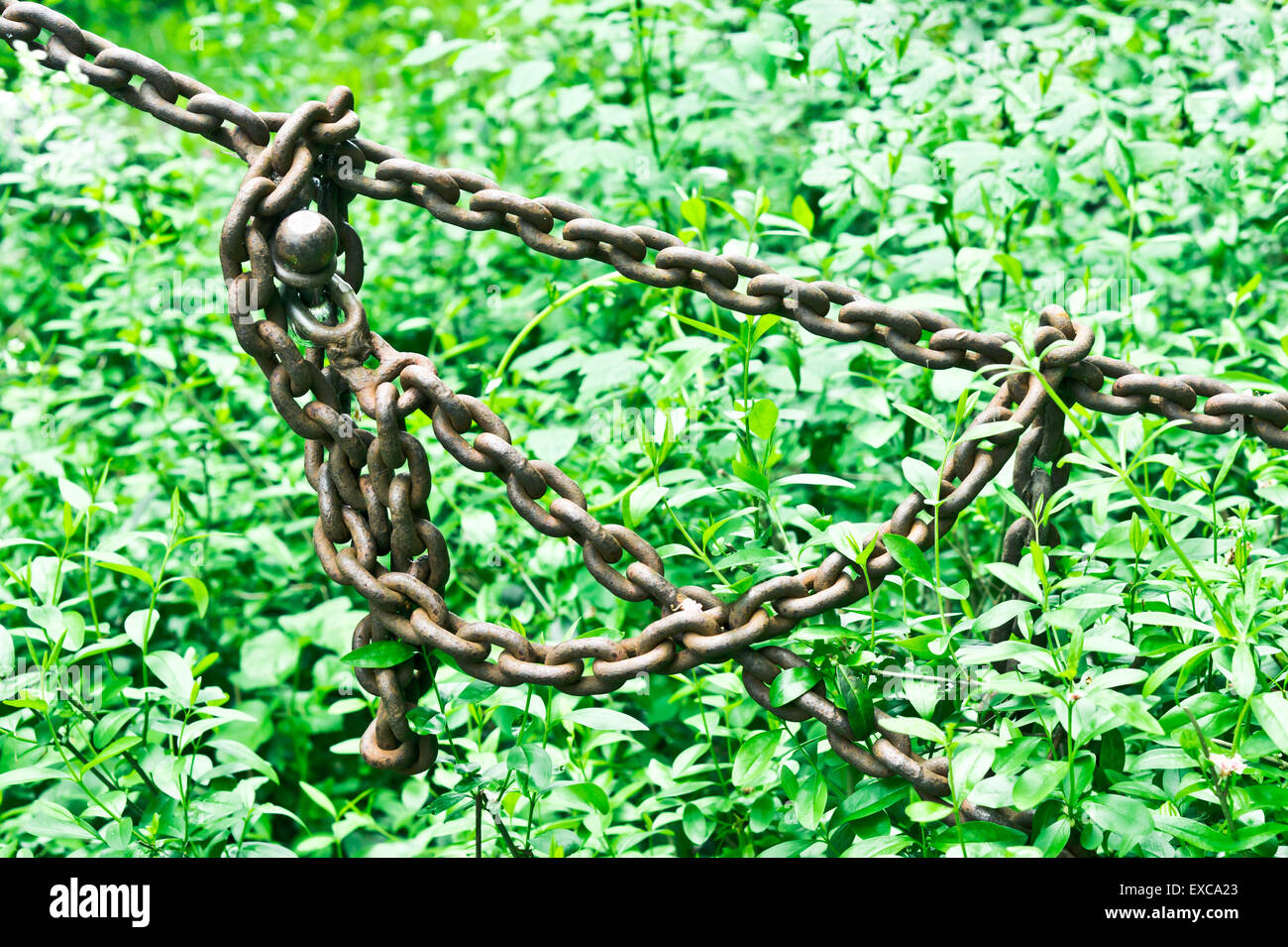 Dense greenery hi-res stock photography and images - Alamy