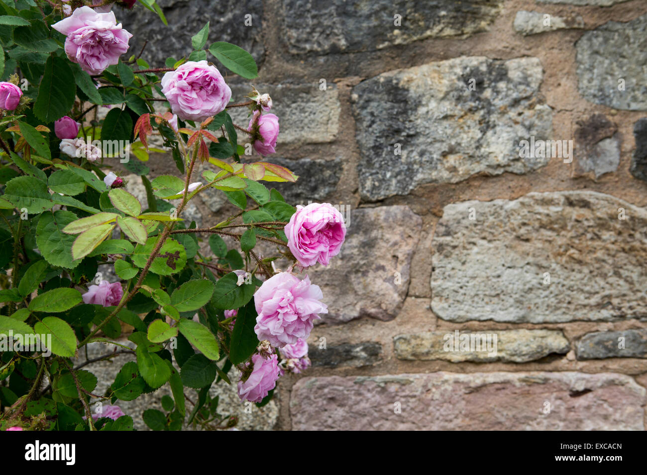 Wall of pink roses hi-res stock photography and images - Alamy