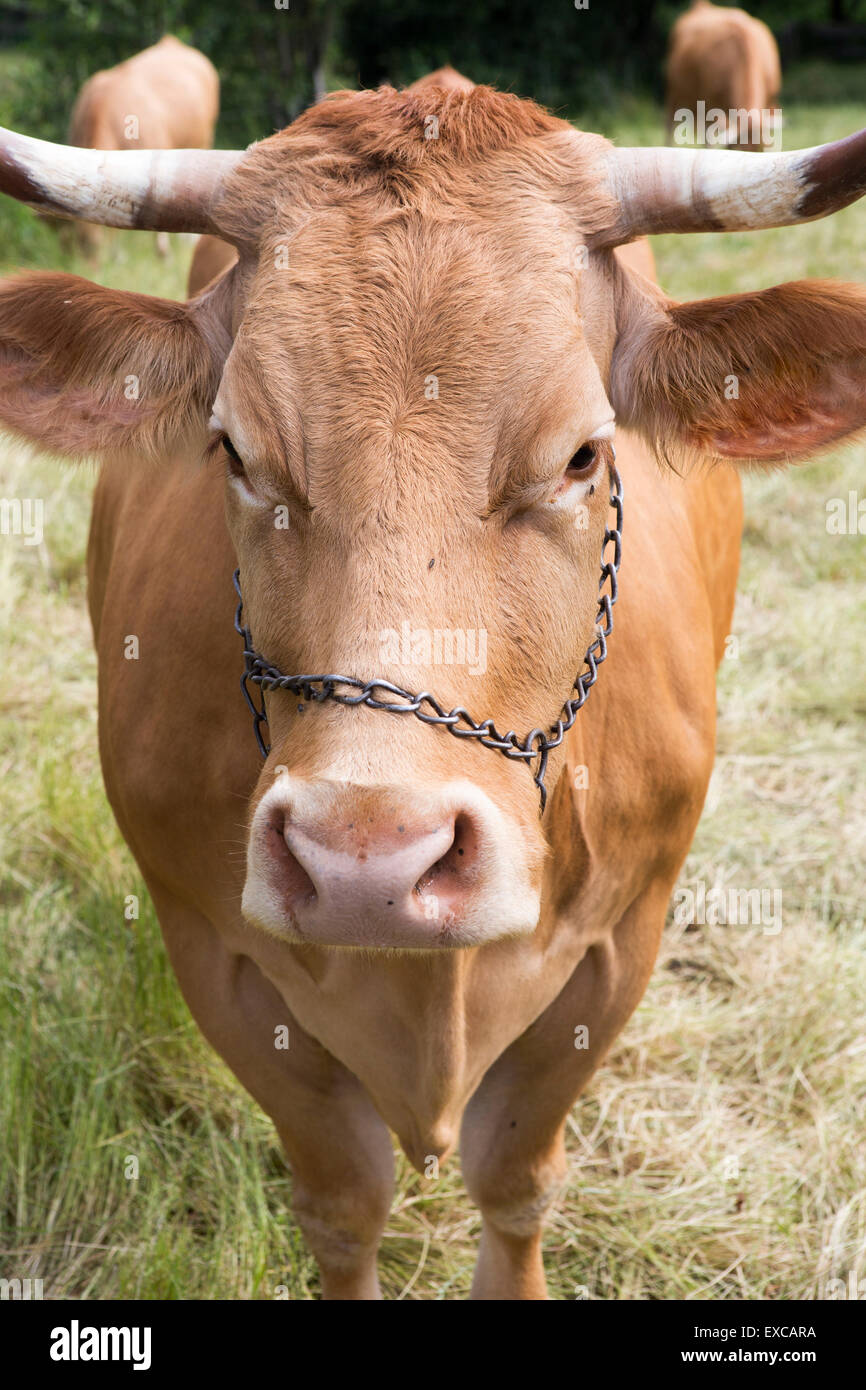 close-up of a yellow young cow standing on grass Stock Photo - Alamy