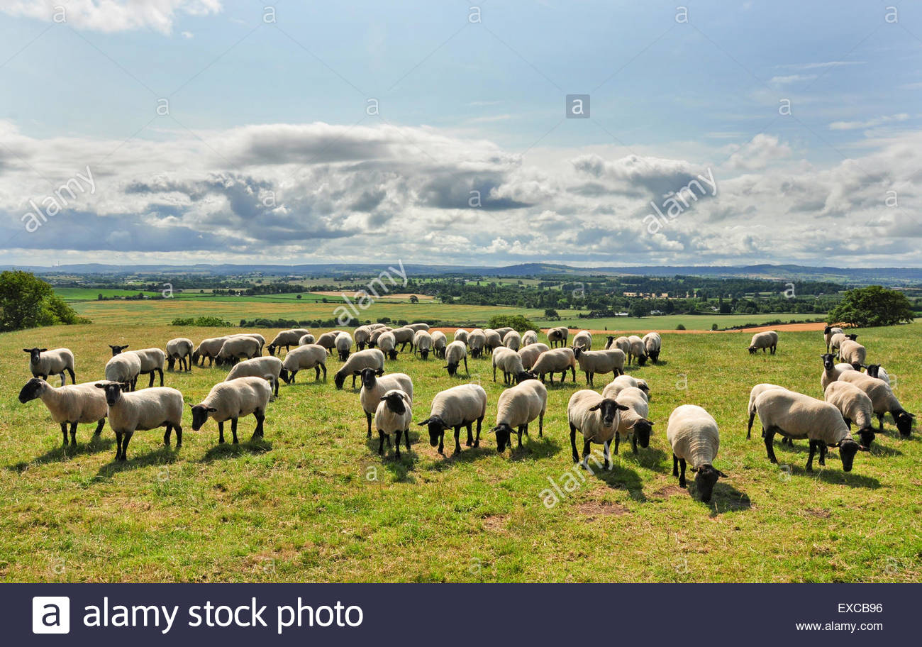 Pastoral Farming High Resolution Stock Photography and Images - Alamy