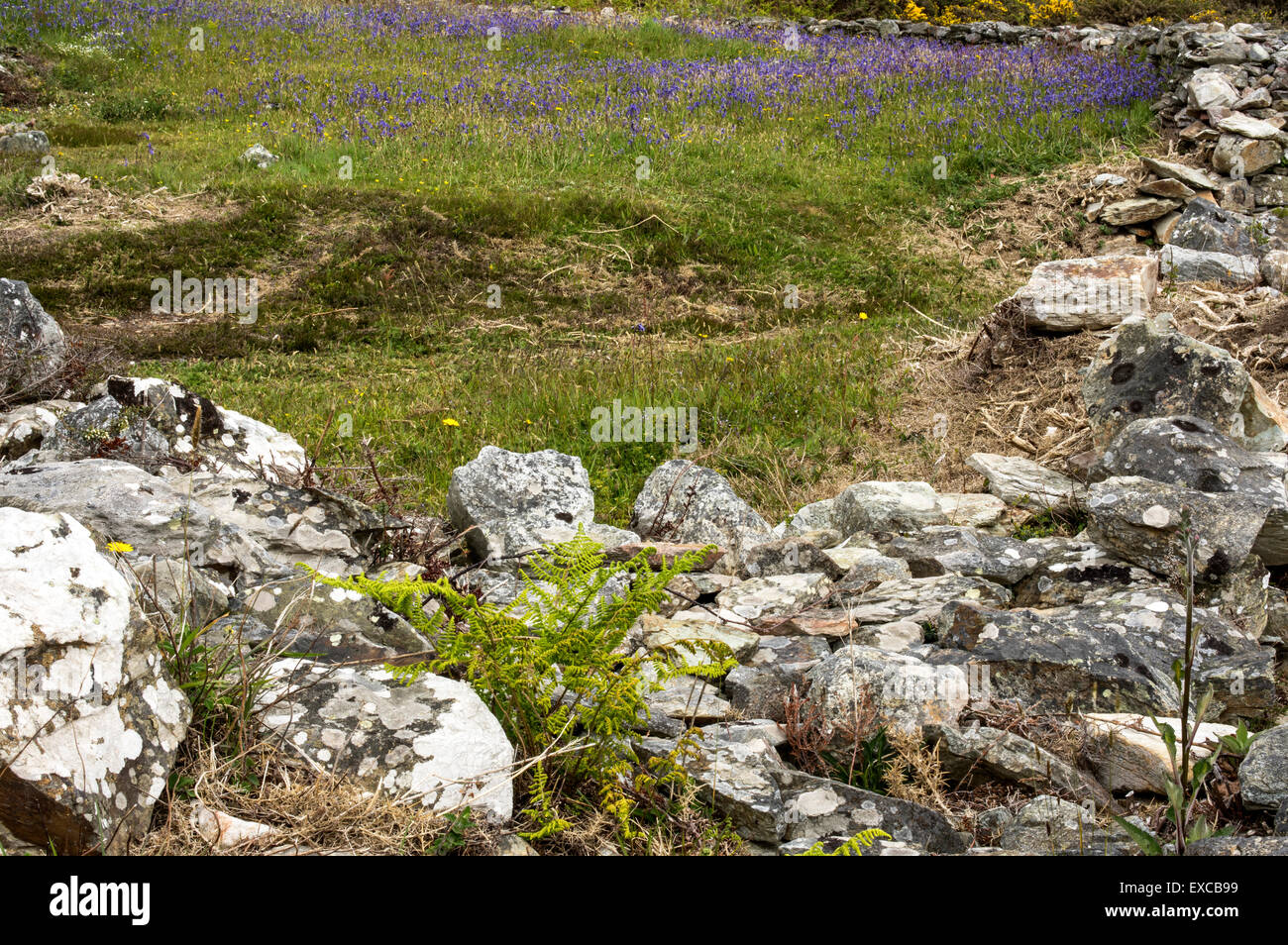 The remains of an ancient compound, part of an ancient farmstead at Ty ...