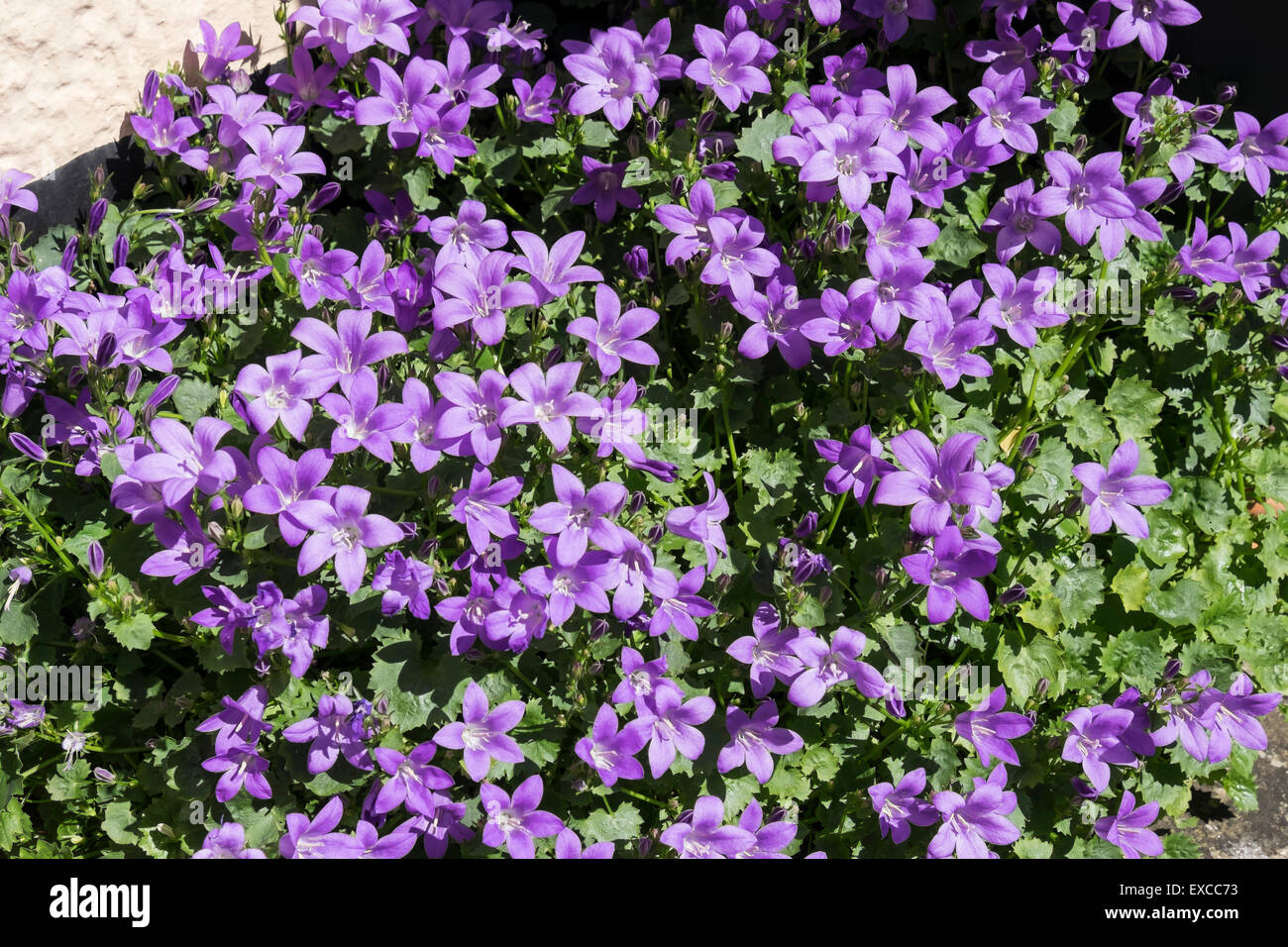Campanula bloom hi-res stock photography and images - Alamy