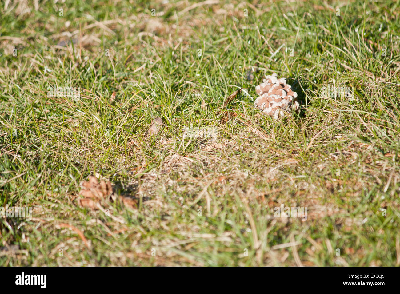 pinecones laying in the fall grass Stock Photo - Alamy