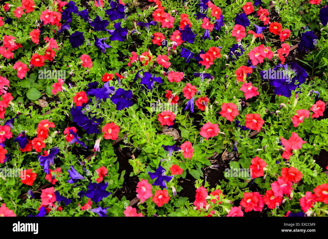 Violet and Pink Flowers Stock Photo - Alamy
