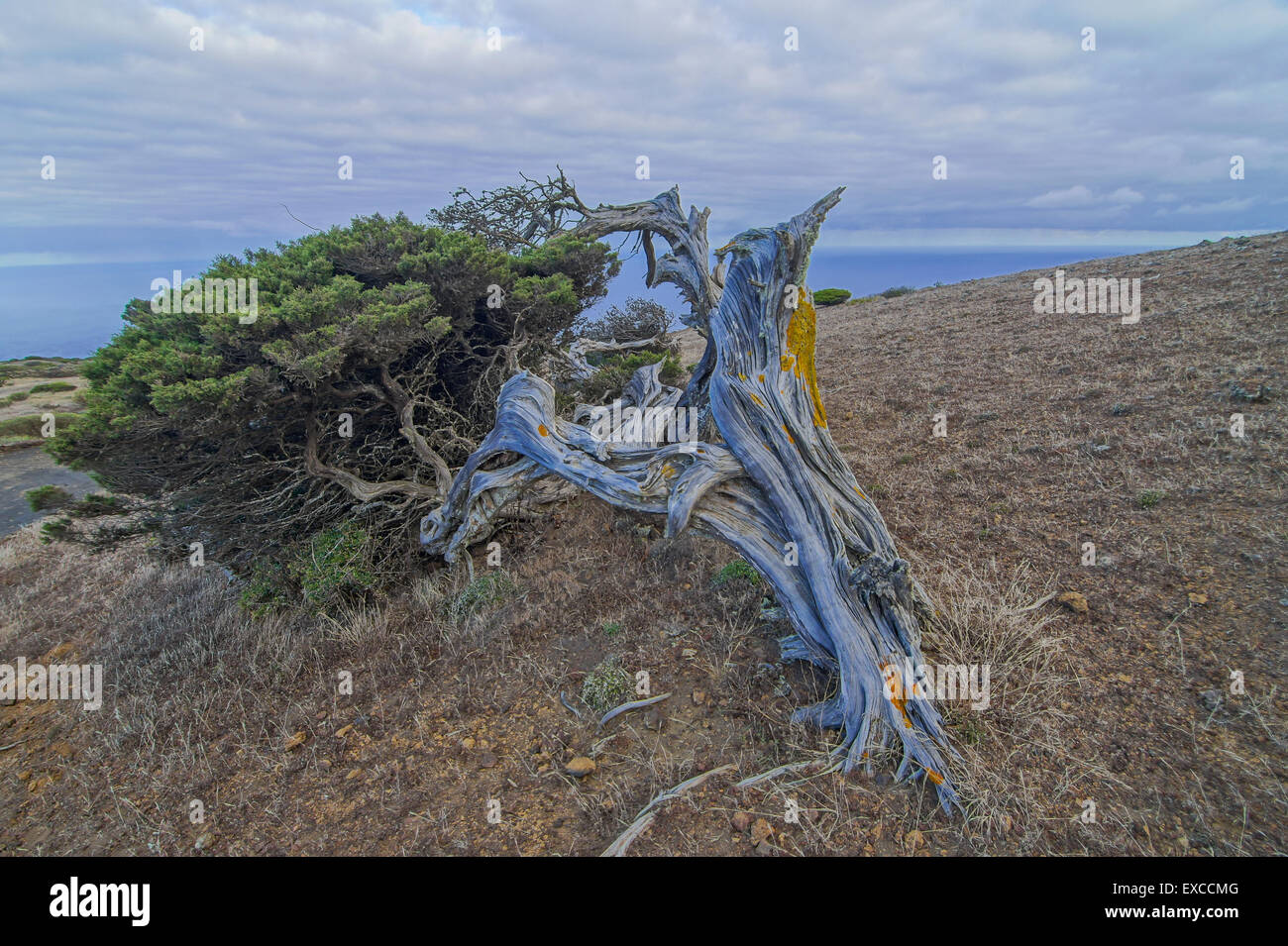 Gnarled Juniper Tree Shaped By The Wind Stock Photo - Alamy