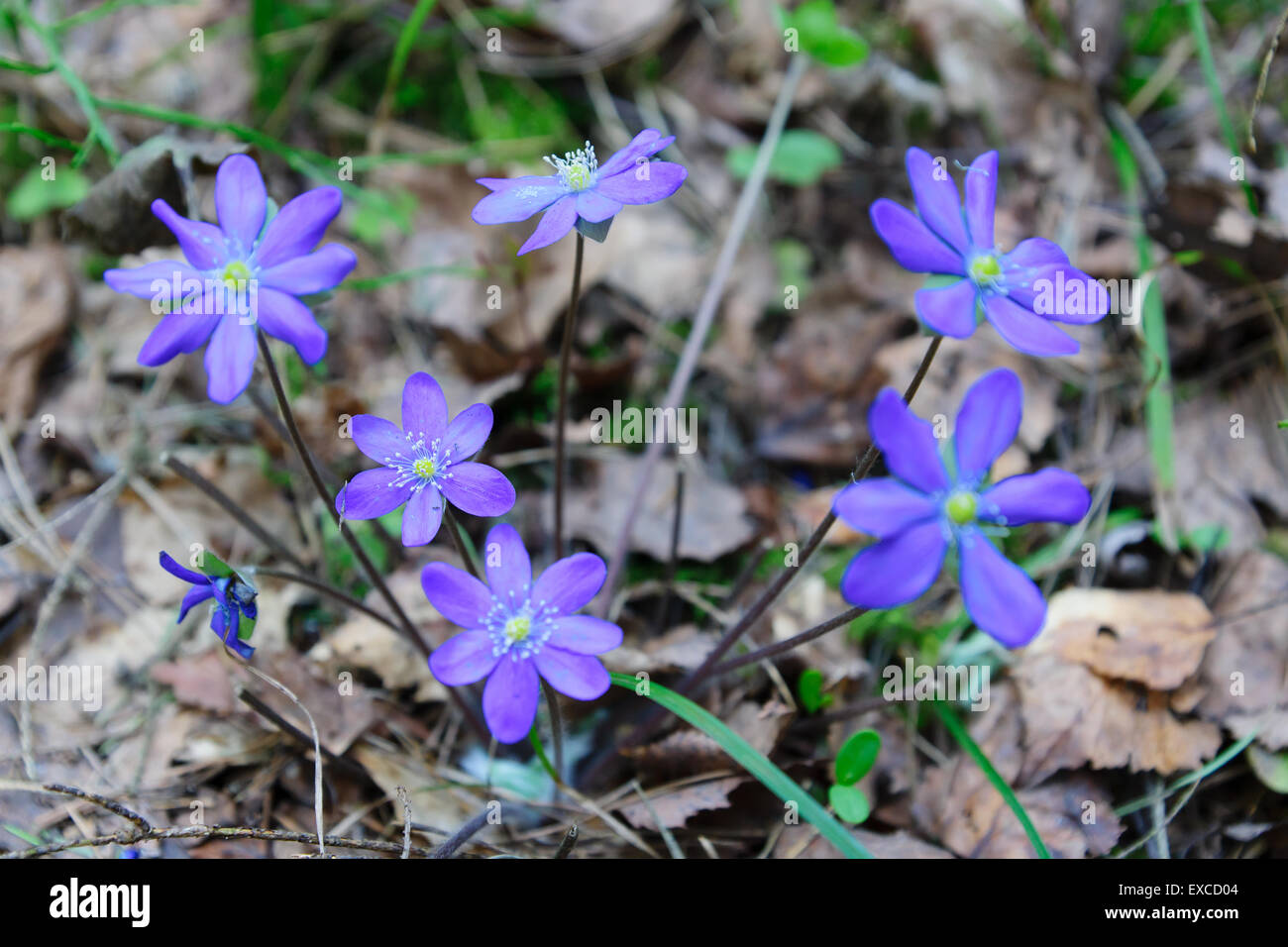 blue snowdrops appeared in the wood as soon as snow thawed Stock Photo ...