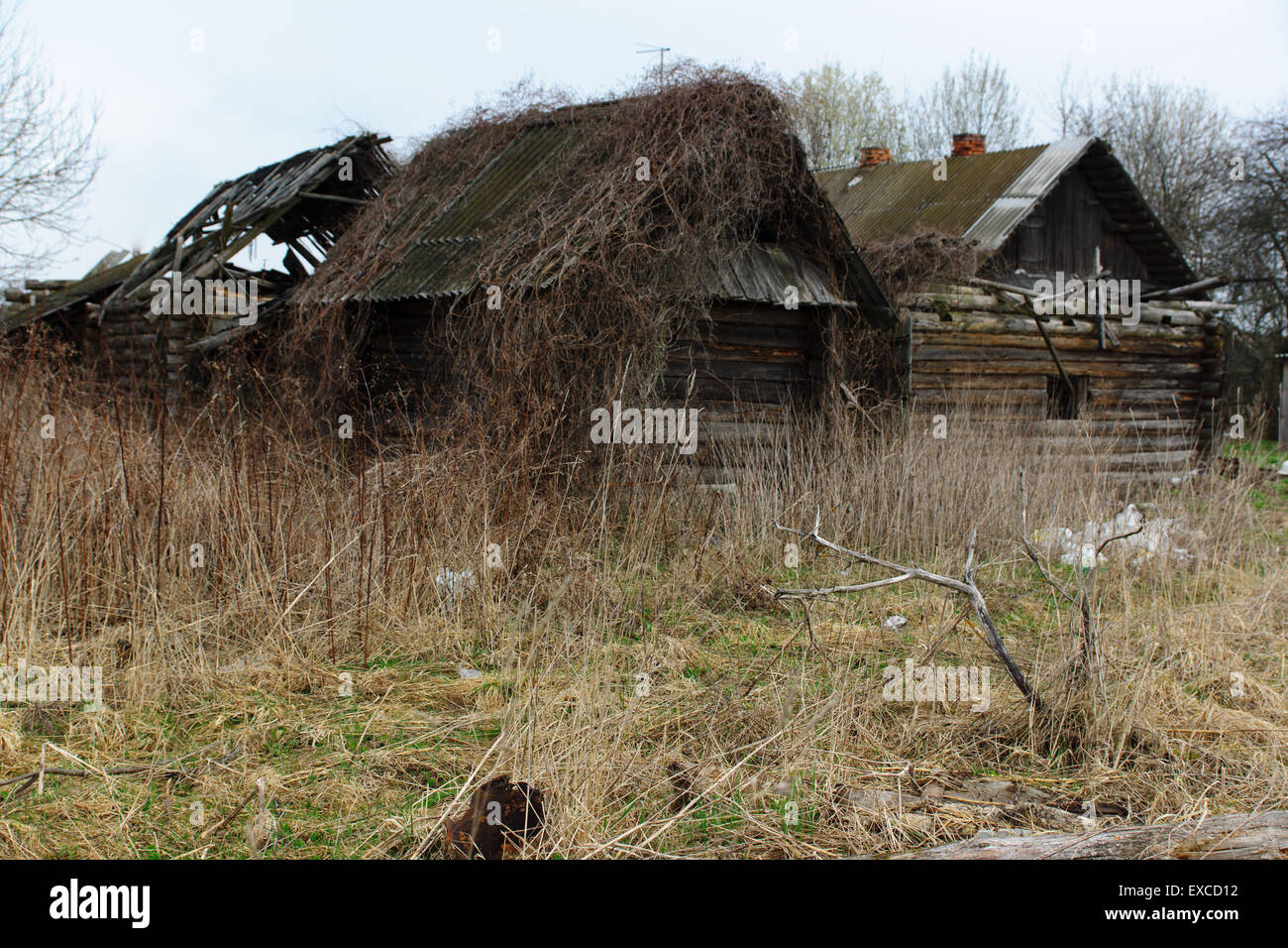 the old overgrown house constructed of logs in the lonely village Stock ...