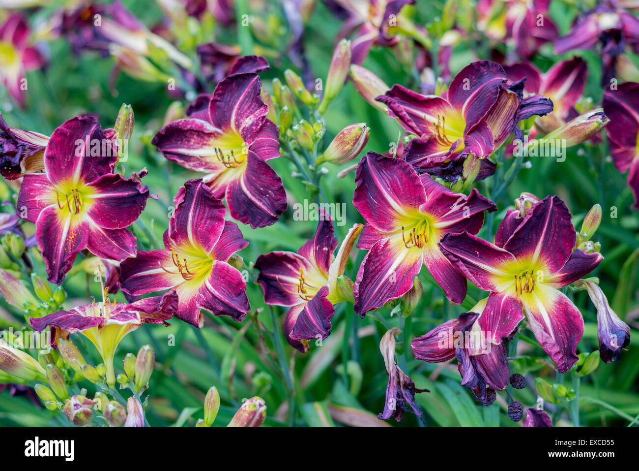 Cluster lilies hi-res stock photography and images - Alamy