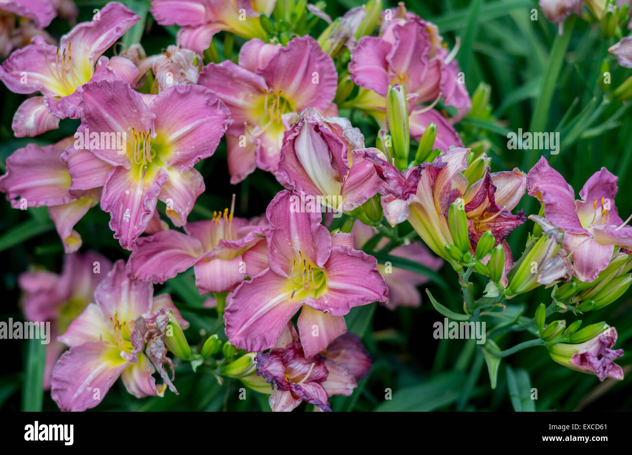 Cluster of purple lilies lily close up Hemerocallis Stock Photo - Alamy