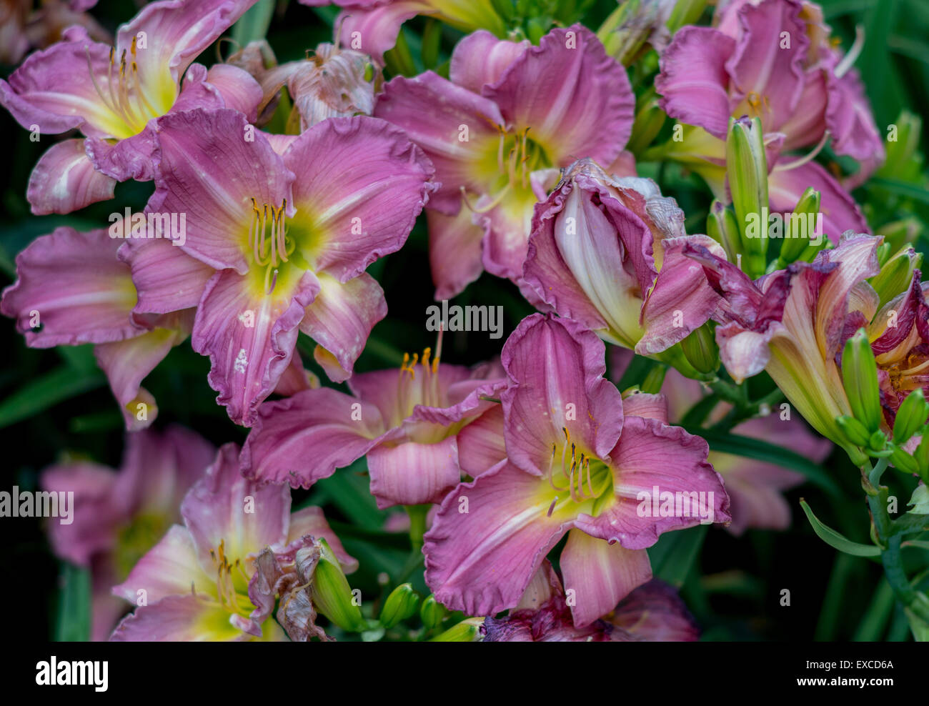 Cluster lily hi-res stock photography and images - Alamy