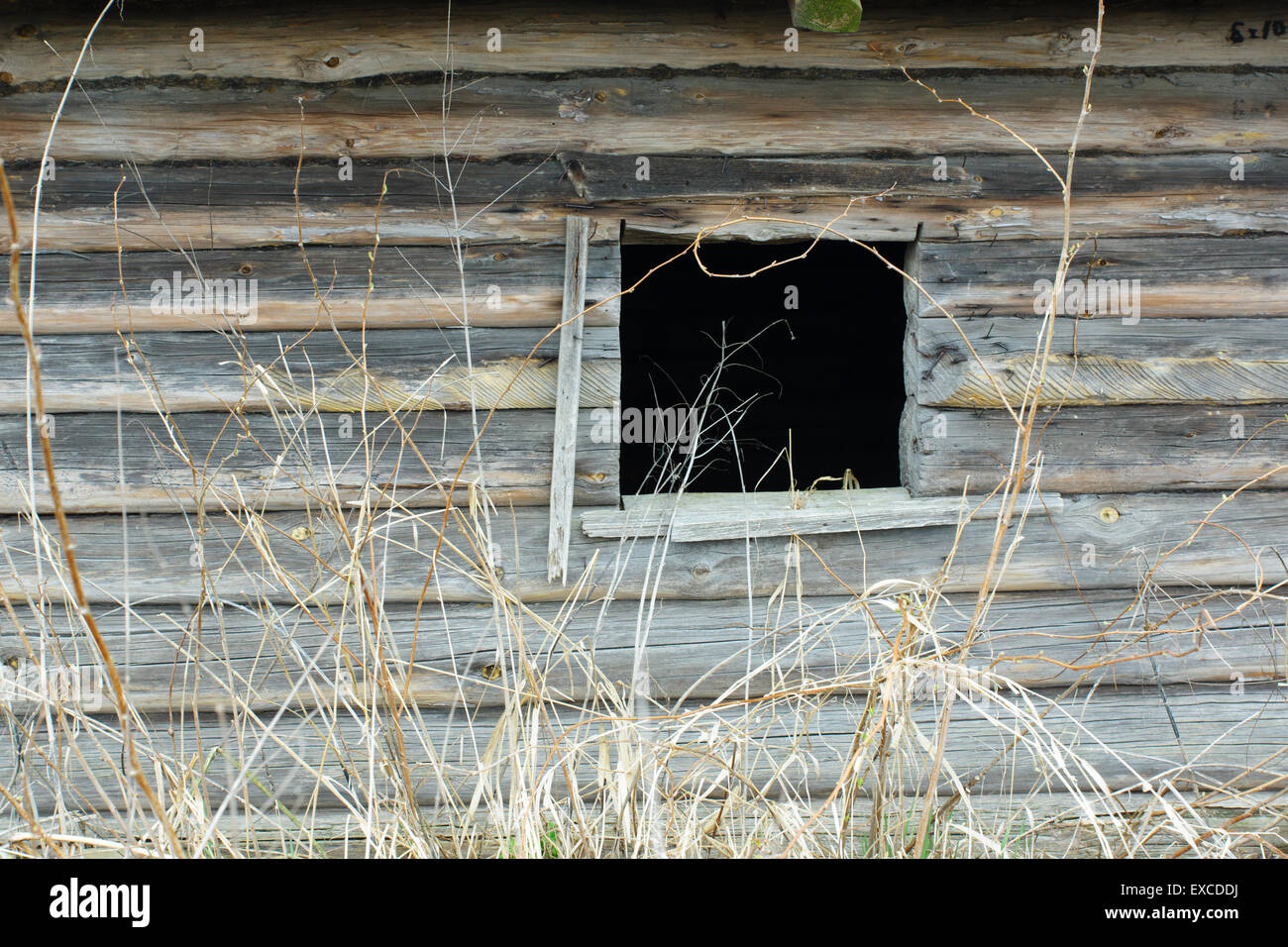 Old overgrown cabin in woods hi-res stock photography and images - Alamy