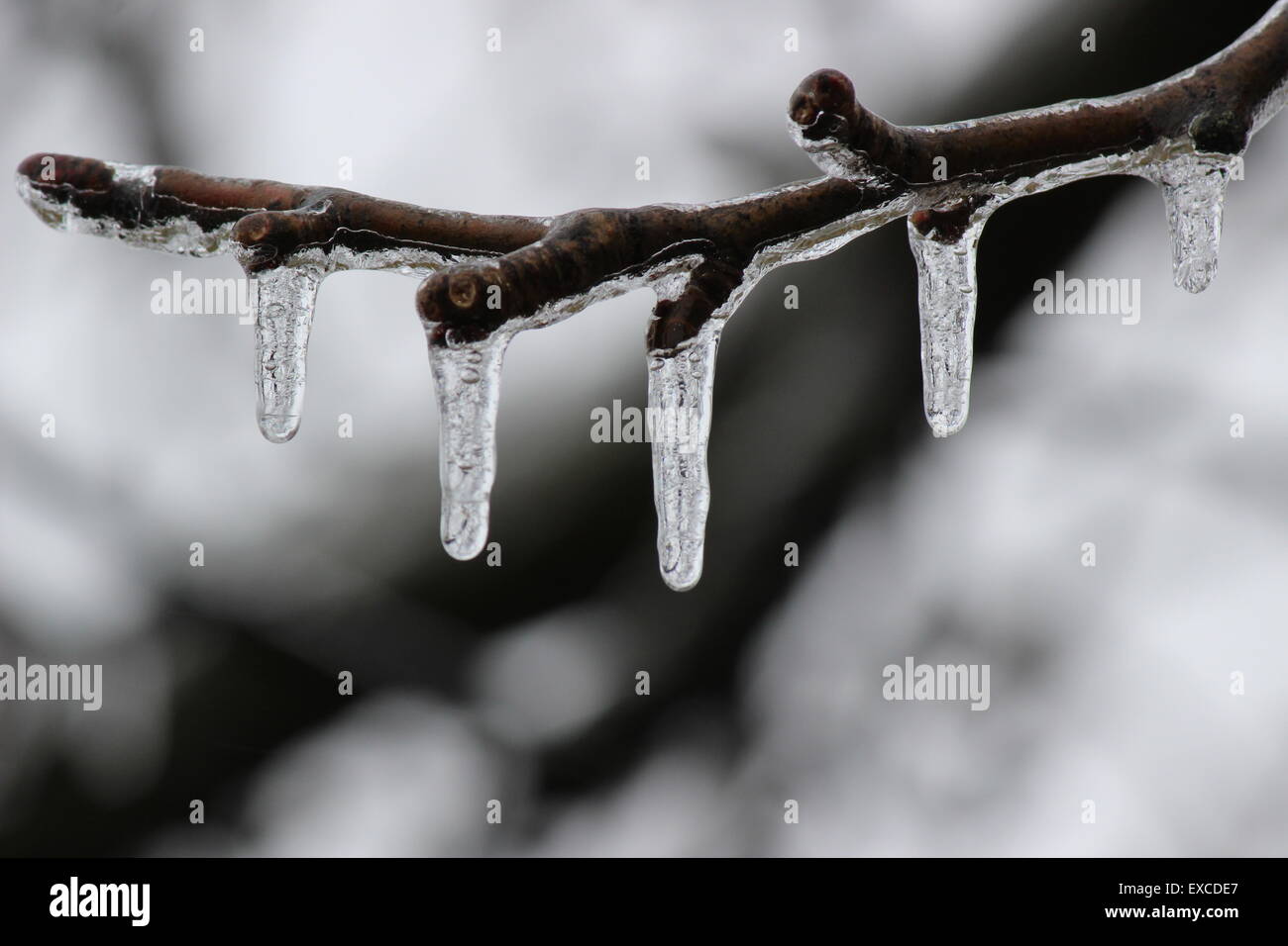 Icicles handing from a branch Stock Photo - Alamy