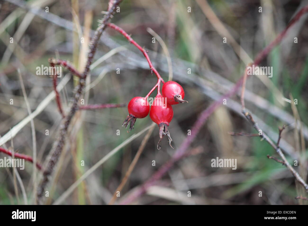Wild Rose Hips Stock Photo - Alamy