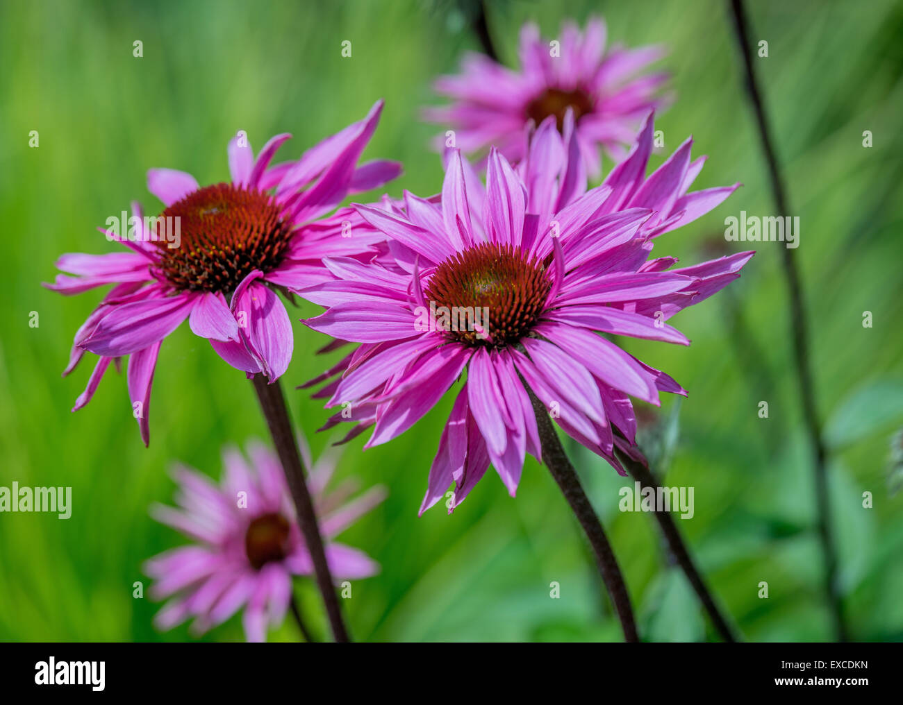 Echinacea purpurea merlot hi-res stock photography and images - Alamy