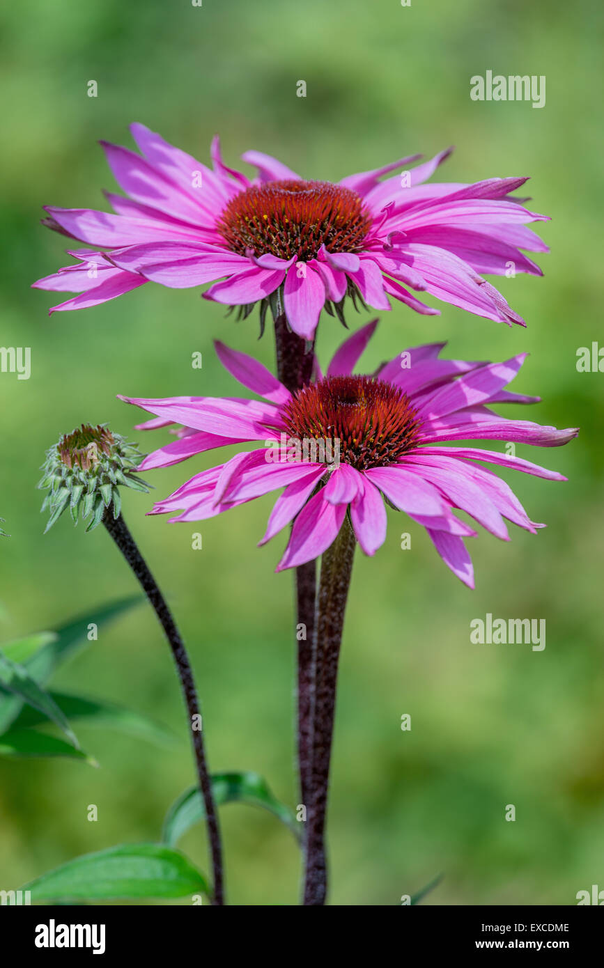 Two cone flower flowers Echinacea purpurea Ruby giant Stock Photo - Alamy