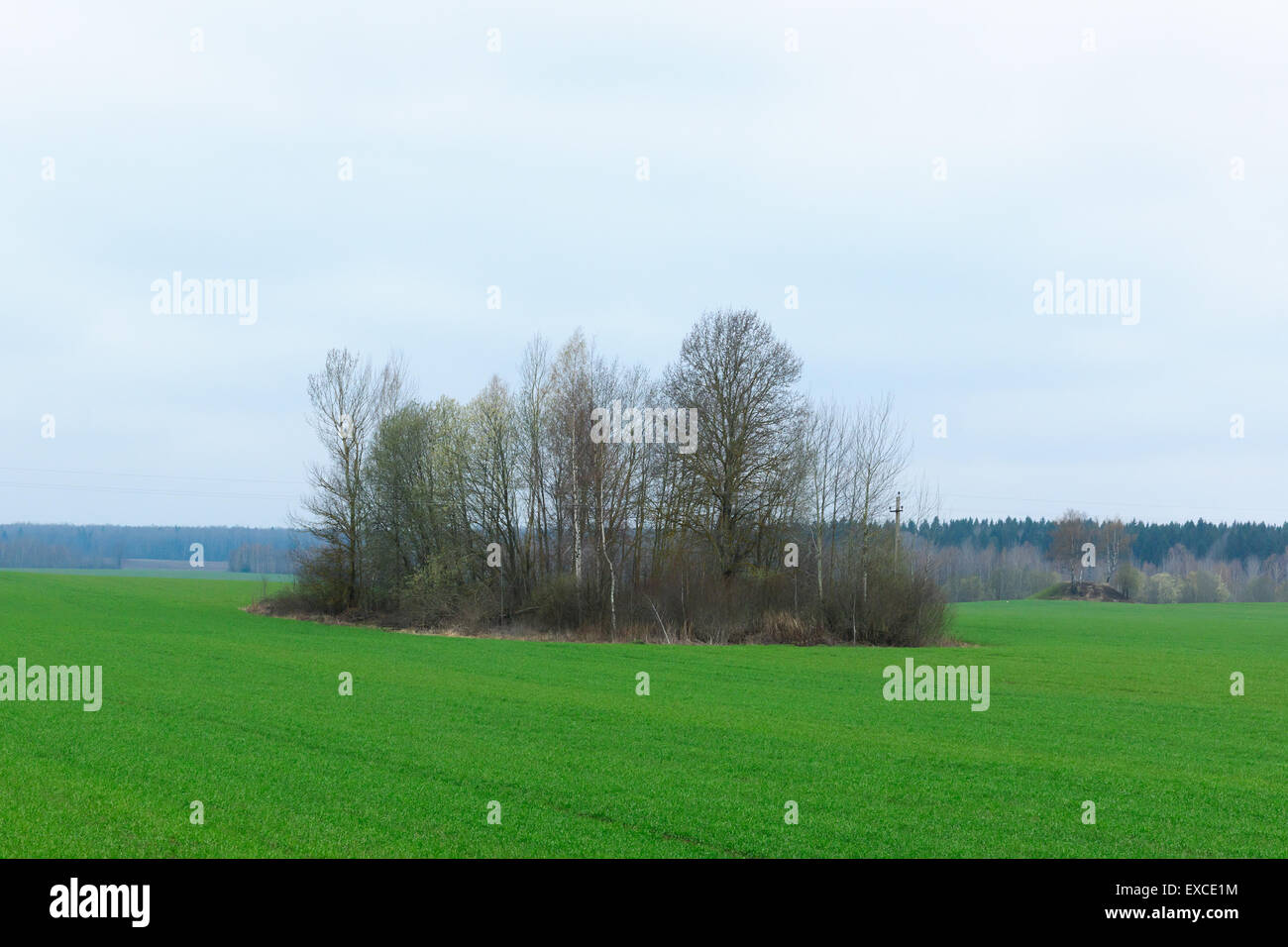 the huge field sowed by a grass in the middle of which towers a barrow ...