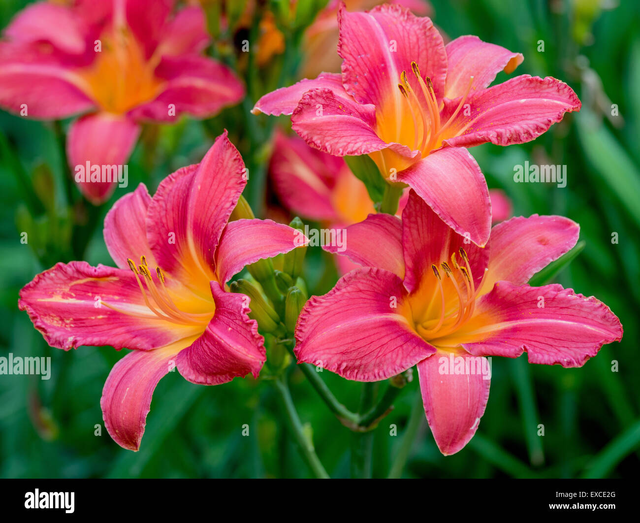Four flowers hi-res stock photography and images - Alamy