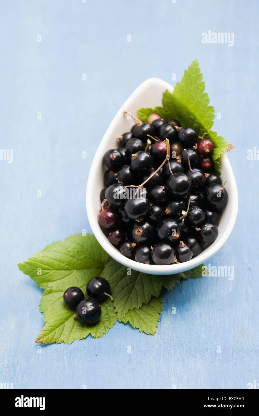 Ribes nigrum. Freshly picked blackcurrants in a bowl Stock Photo - Alamy
