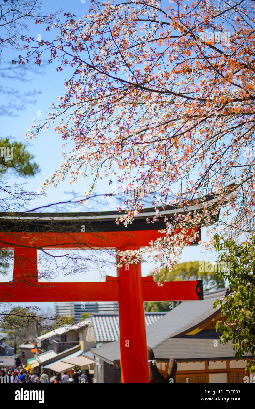 Japanese gate with cherry blossoms Stock Photo - Alamy