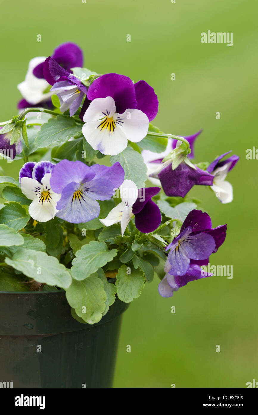 Potted Viola Flowers Stock Photo - Alamy