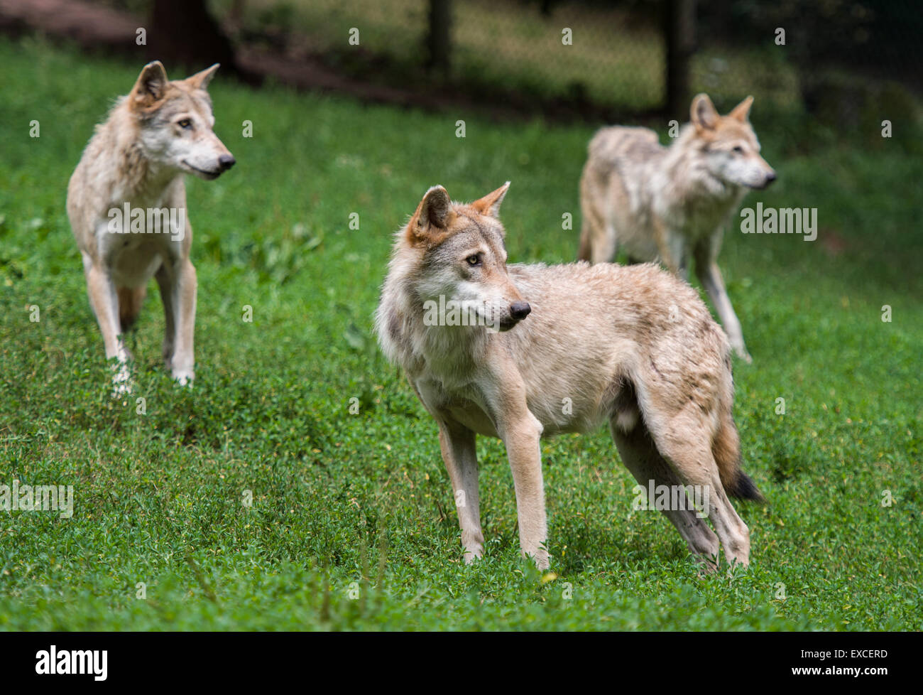Wolves in their enclosure at the Erlebnispark Tripsdrill in Cleebronn ...