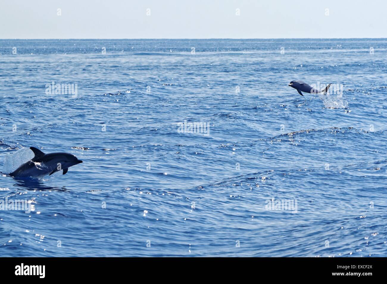 Common dolphins (Delphinus delphis) swimming in the Gulf of Genoa ...