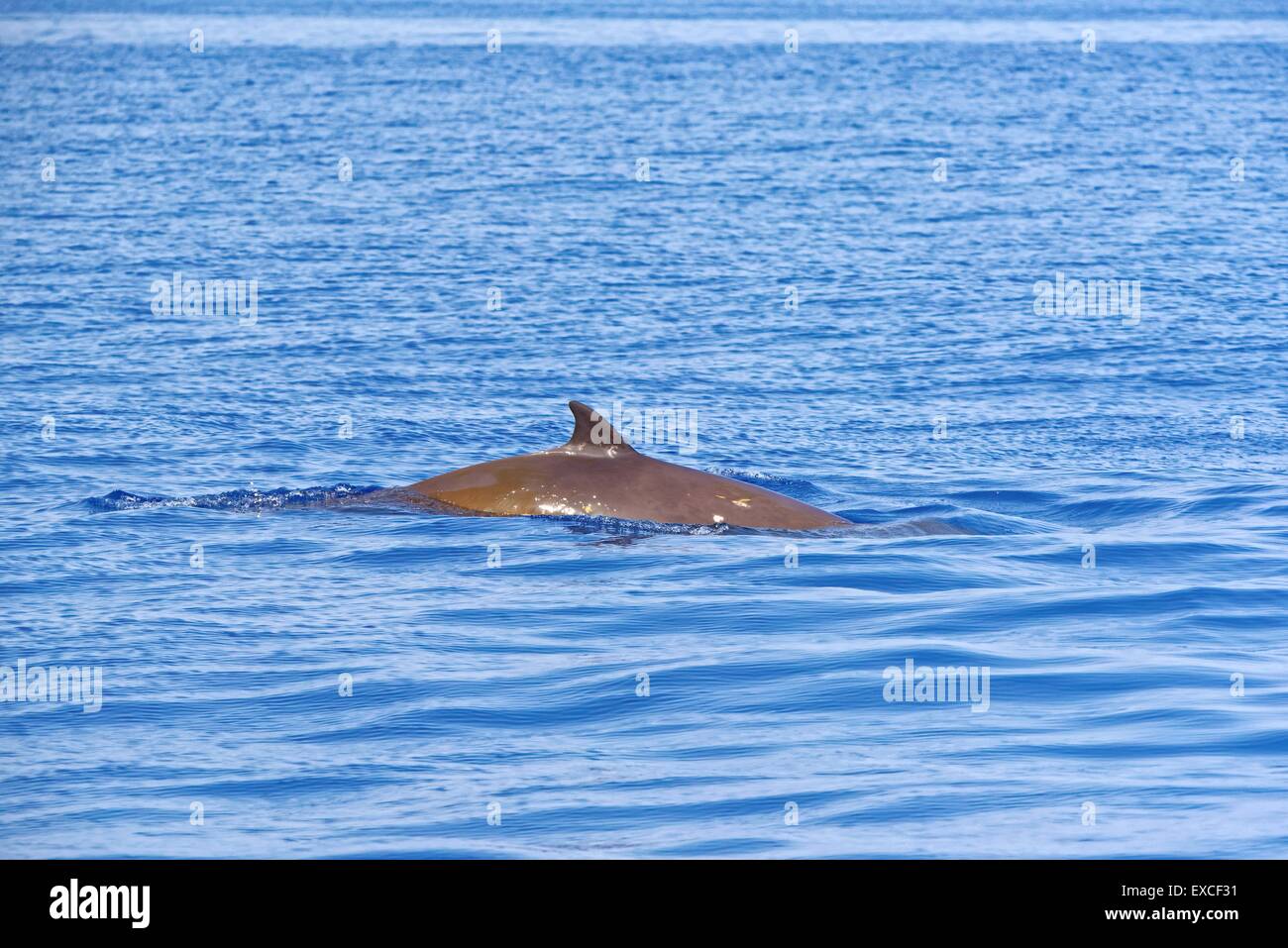 Cuvier's beaked whale (Ziphius cavirostris), in the Gulf of Genoa ...
