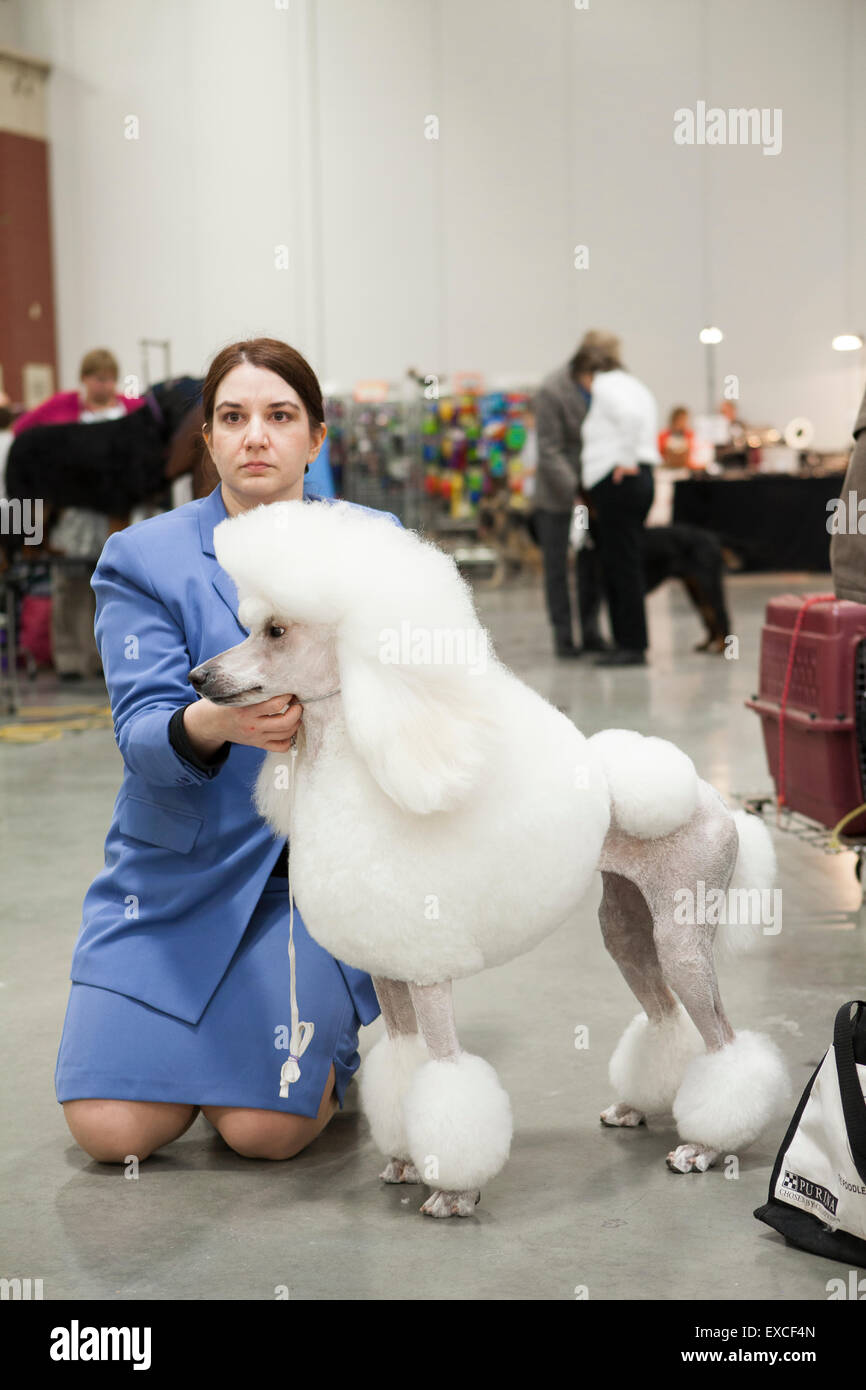 A standard white poodle stands with its handler at a dog show Stock ...