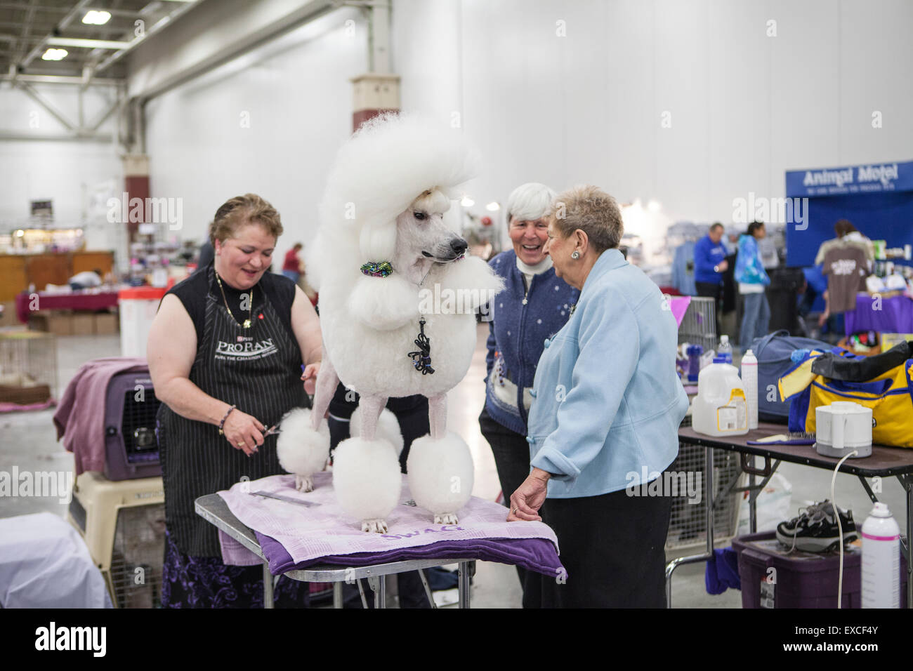 Show dogs hi-res stock photography and images - Alamy