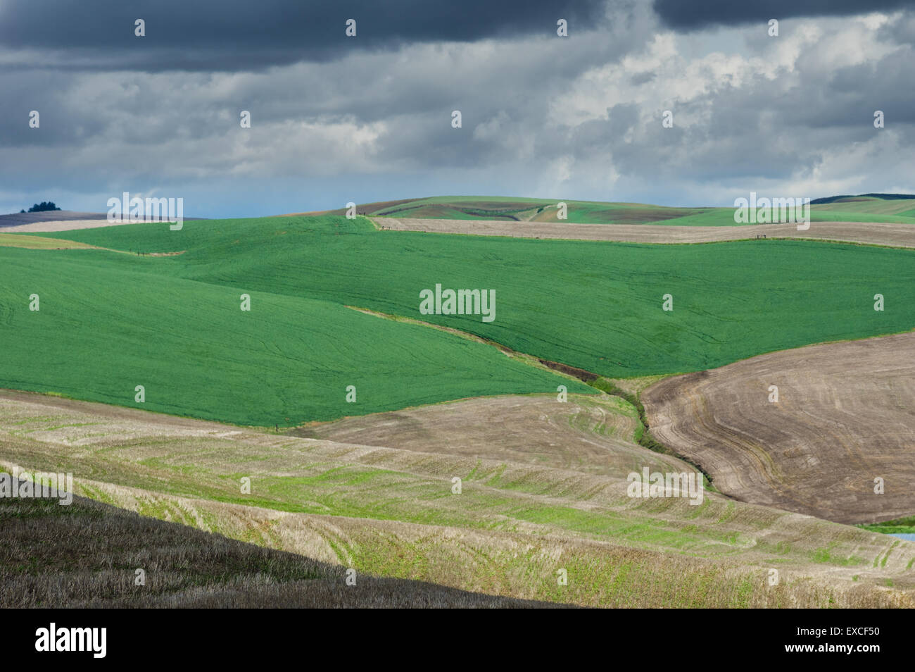 Rolling farm fields green with growing wheat Stock Photo - Alamy
