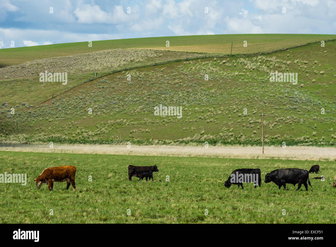 Rural ranch scene hi-res stock photography and images - Alamy