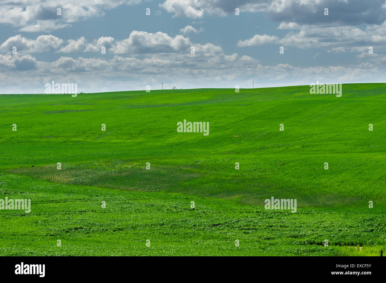 Green farm fields of newly planted wheat Stock Photo - Alamy