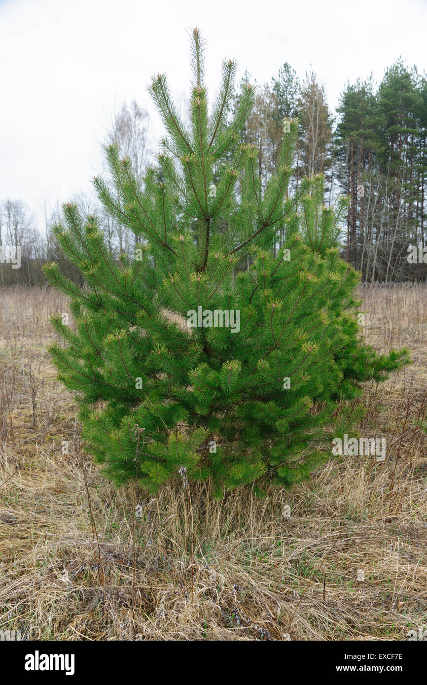 open spaces and landscapes with trees on the Belarusian open spaces ...