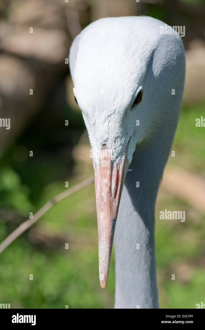 Long beak crane bird hi-res stock photography and images - Alamy