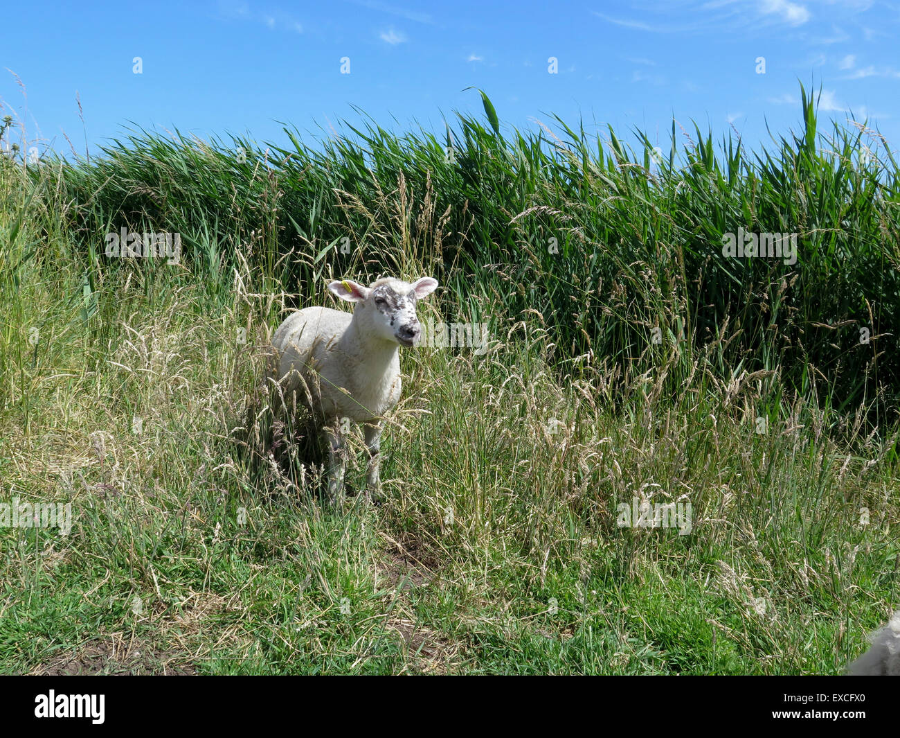 Grave lamb hi-res stock photography and images - Alamy