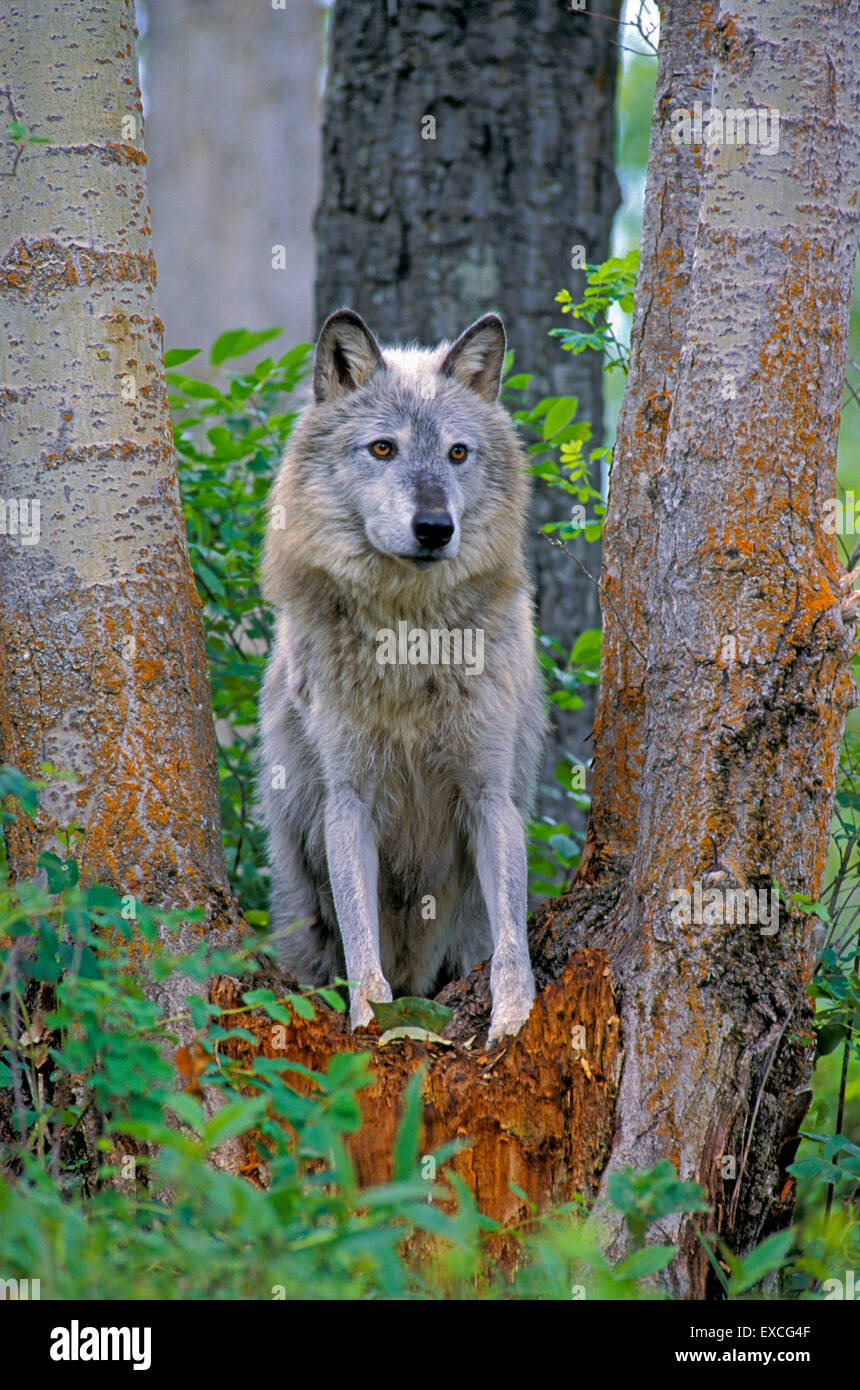 Wolf sitting hi-res stock photography and images - Alamy
