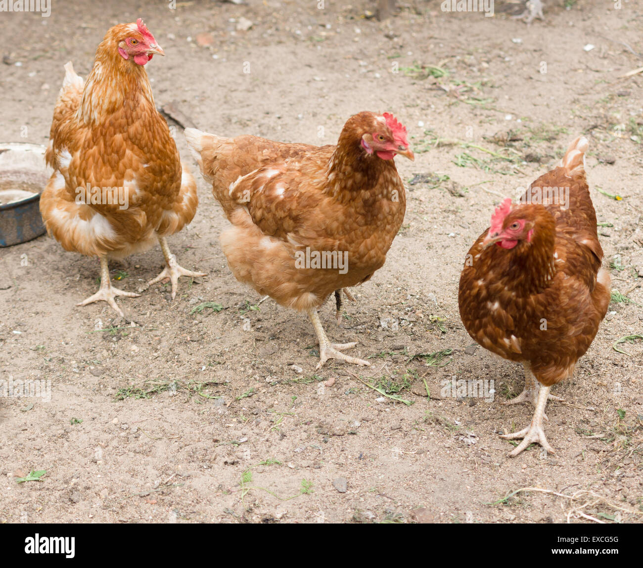 chicken living on a farm brings eggs and gives useful meat Stock Photo ...