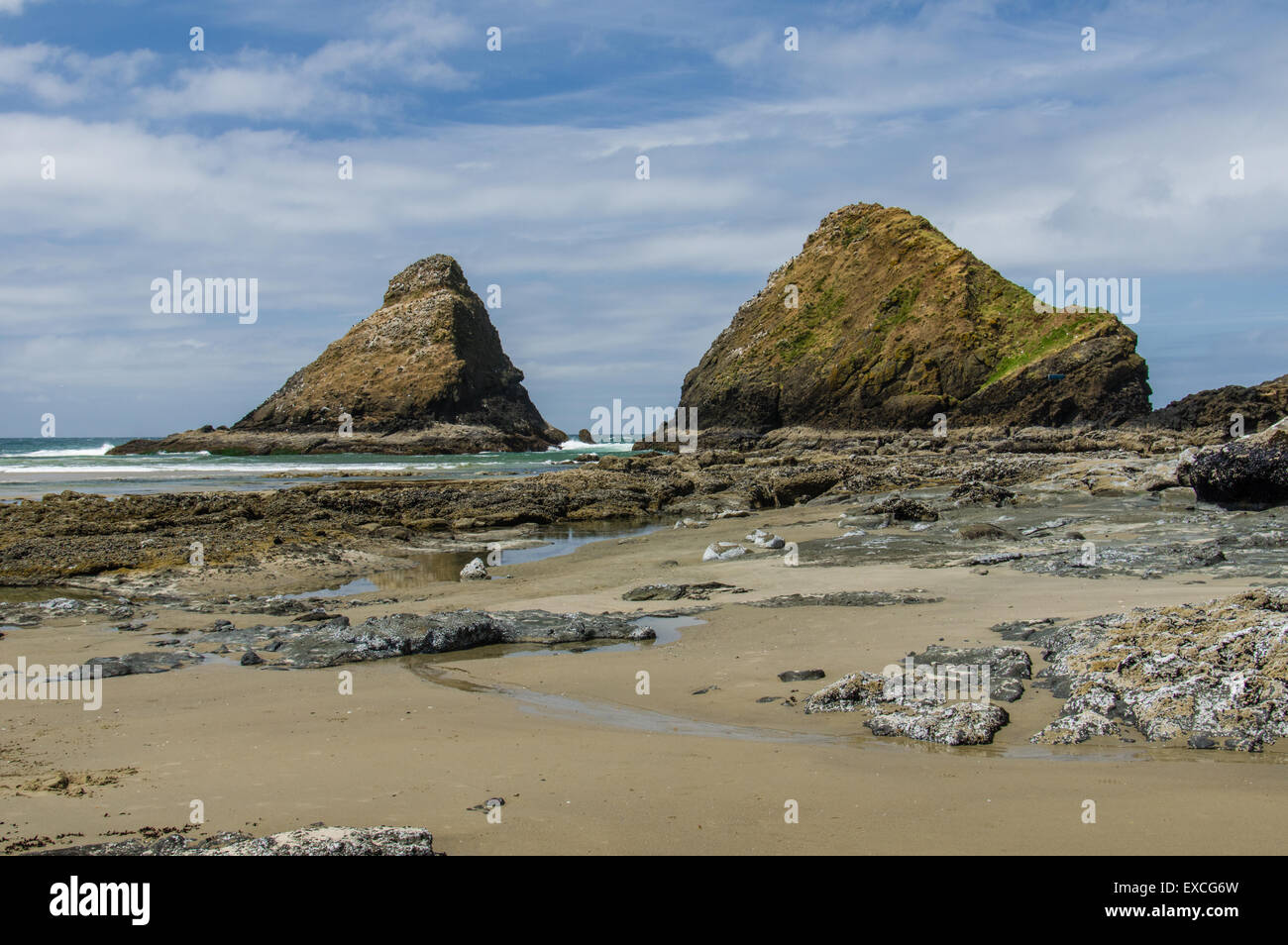 Water fowl nesting area on the Oregon coast Stock Photo - Alamy