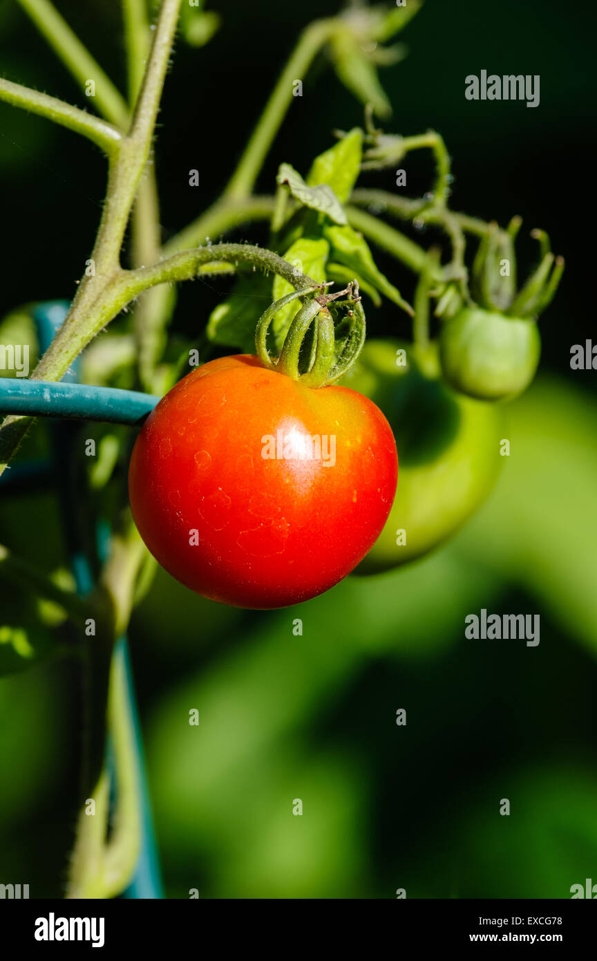 A red ripe tomato on the vine in the garden Stock Photo - Alamy
