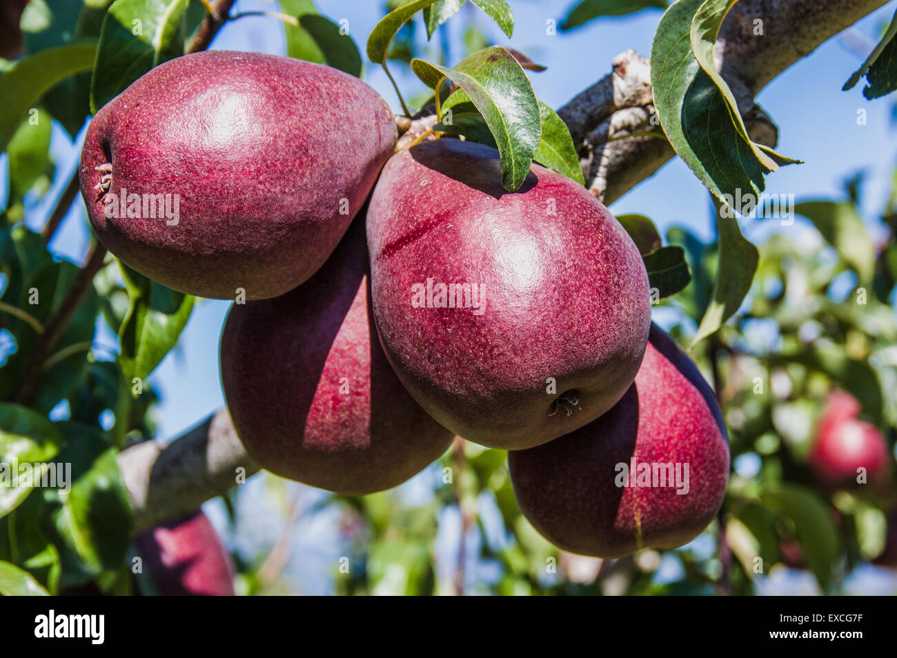 Bartlett pear tree hi-res stock photography and images - Alamy