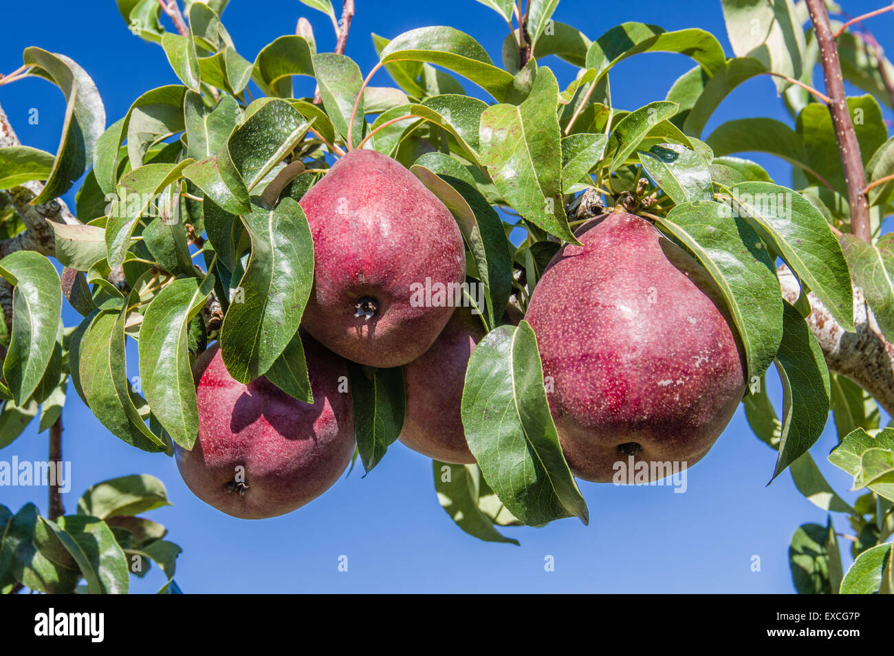 Red pears hi-res stock photography and images - Alamy