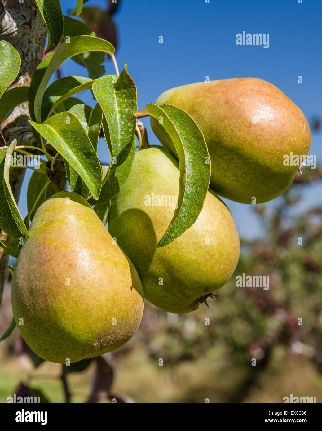 Bartlett pear tree hi-res stock photography and images - Alamy