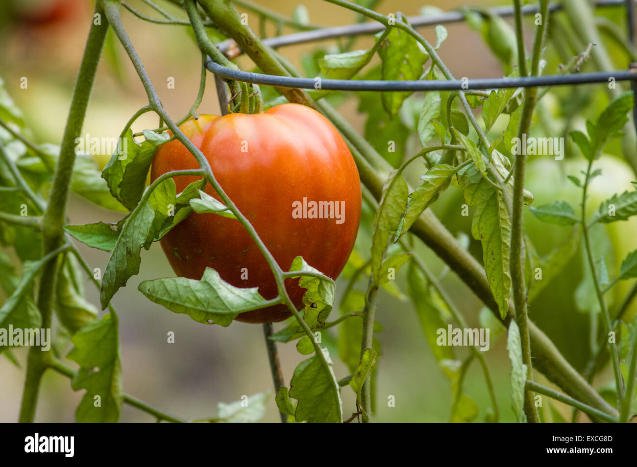 Red ripe tomato in the vegetable garden Stock Photo - Alamy