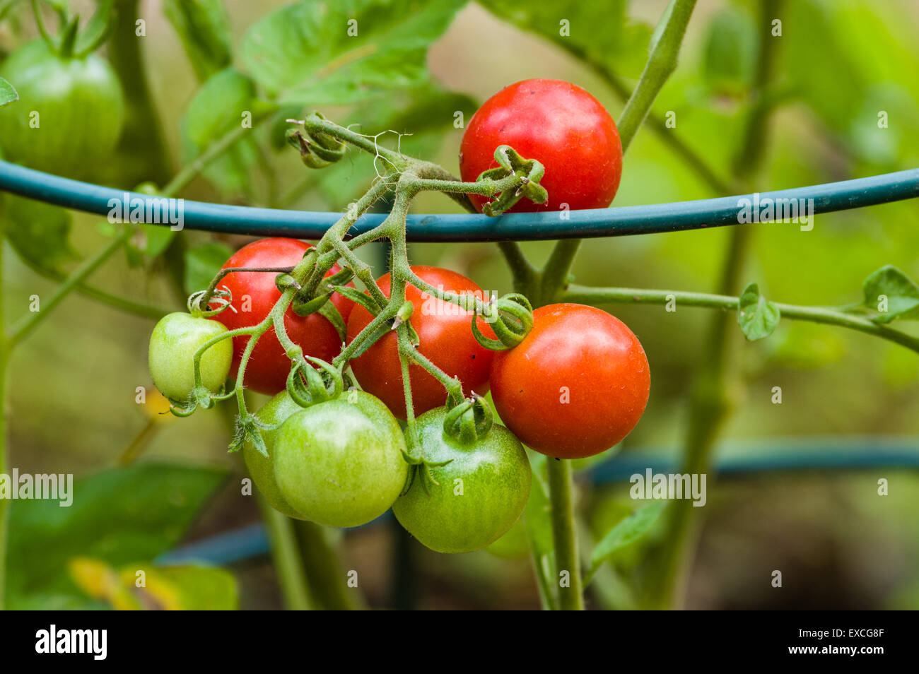 Garden cherry tomatoes hi-res stock photography and images - Alamy