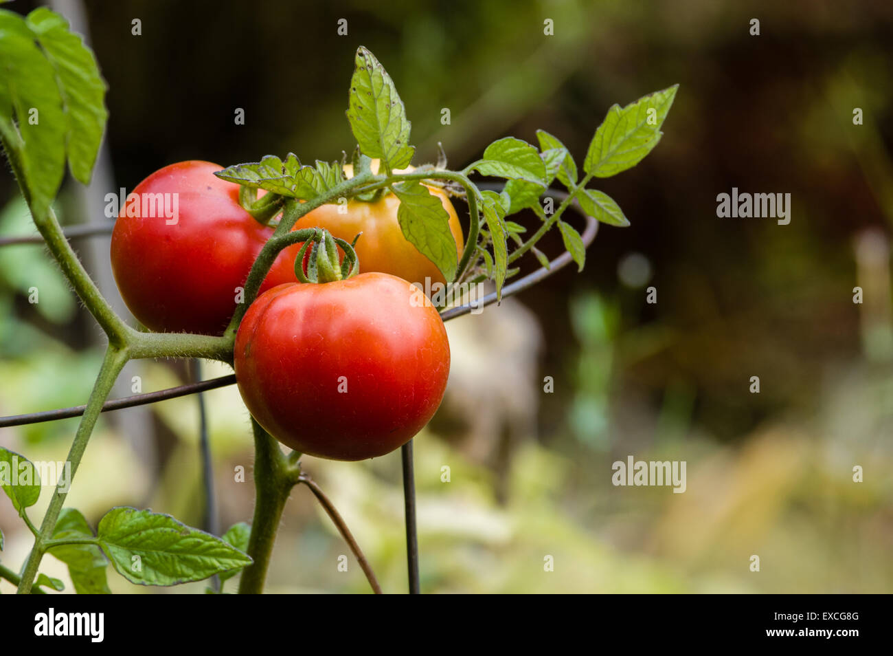 Red ripe tomato in the vegetable garden Stock Photo - Alamy