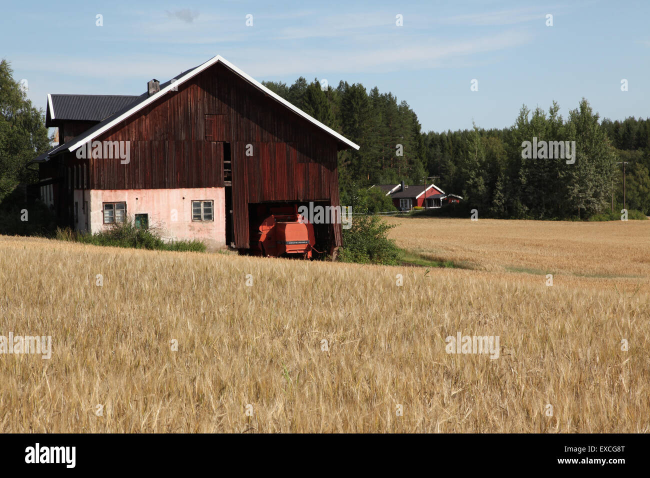 Farm and wheat stalks in Norway Stock Photo - Alamy