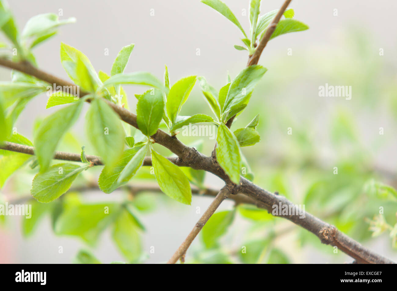 tree branch with recently cut through green leaves Stock Photo - Alamy