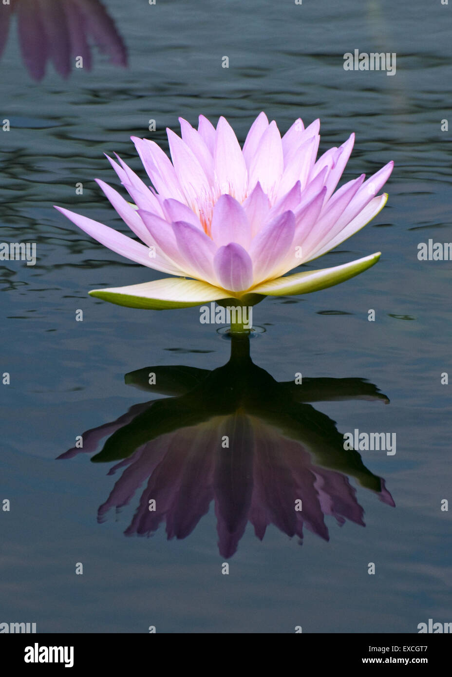 Tropical Waterlily - Nymphaea Peach Blow Stock Photo - Alamy