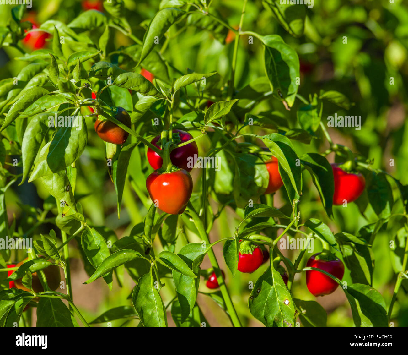 Red hot cherry peppers ready for harvest Stock Photo - Alamy