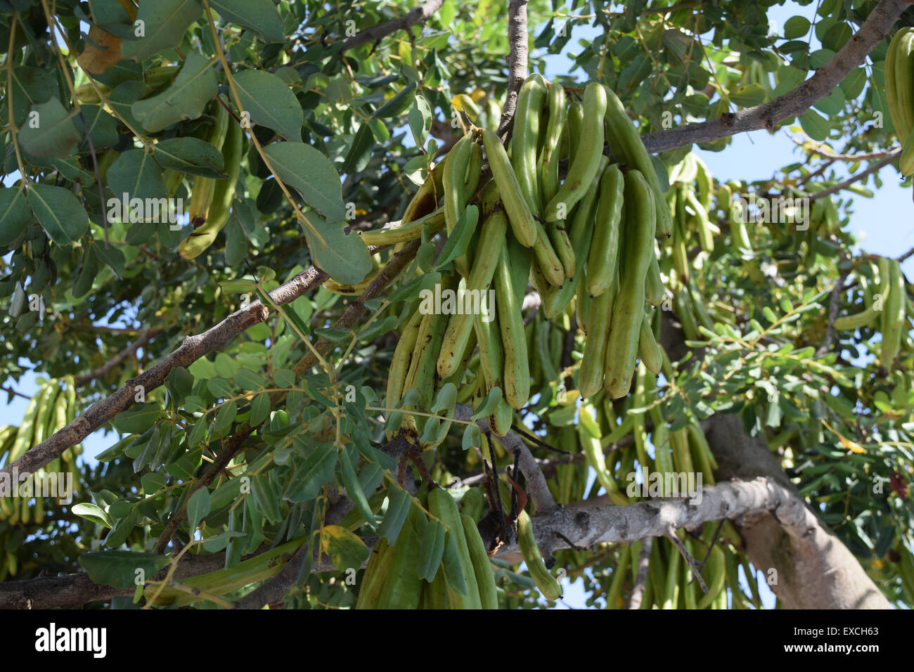 Carob pods hanging on a carob tree Stock Photo - Alamy